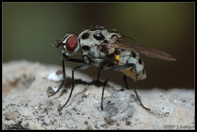 macroinstantes: Anthomyia sp. (II)