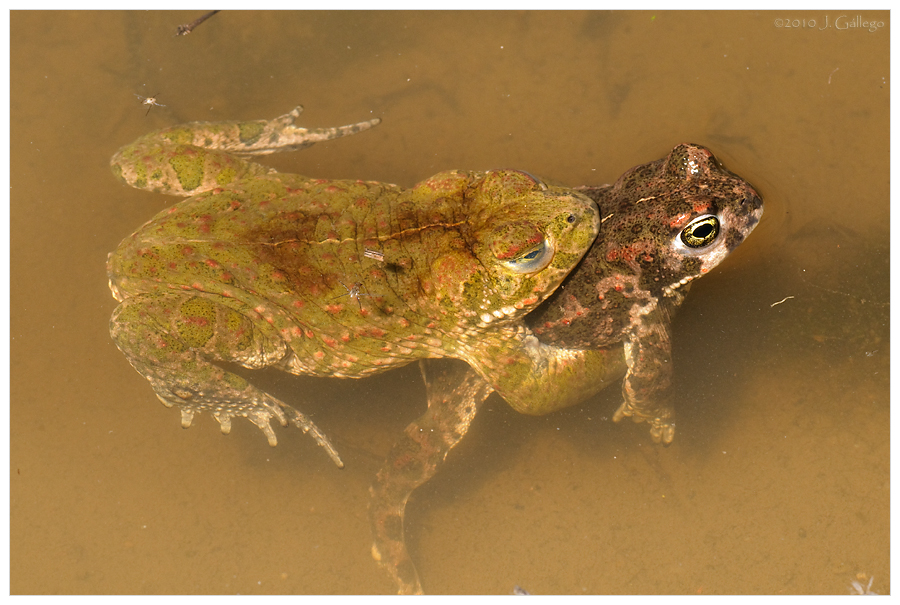 macroinstantes: Extrañas manchas en la piel de machos de sapo corredor