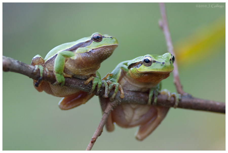 macroinstantes: Hyla arborea & Hyla meridionalis
