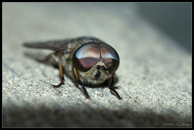 macroinstantes: El tábano que todo lo ve