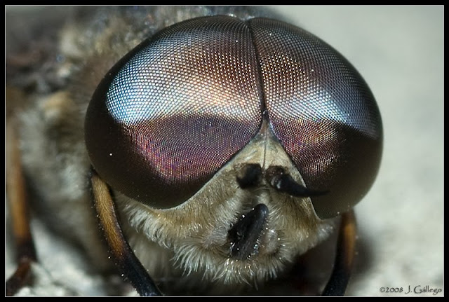 macroinstantes: El tábano que todo lo ve
