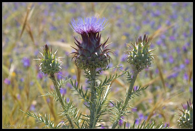 macroinstantes: Cynara humilis