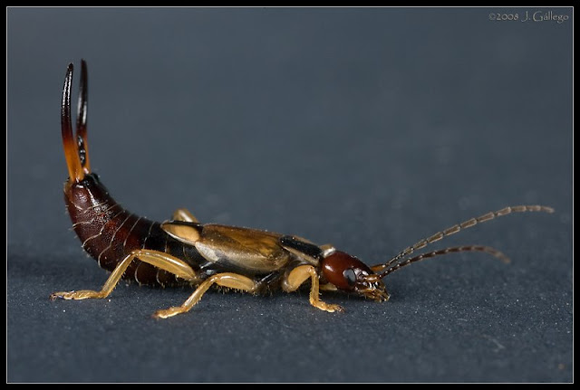 macroinstantes: Tijereta