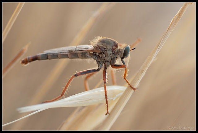 macroinstantes: julio 2009