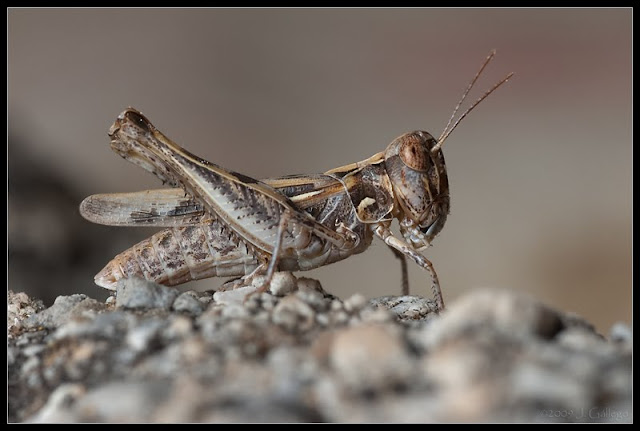 macroinstantes: Dociostaurus cf. jagoi