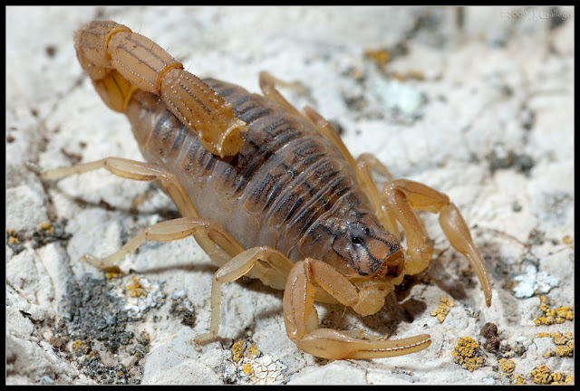 macroinstantes: Fotos de archivo