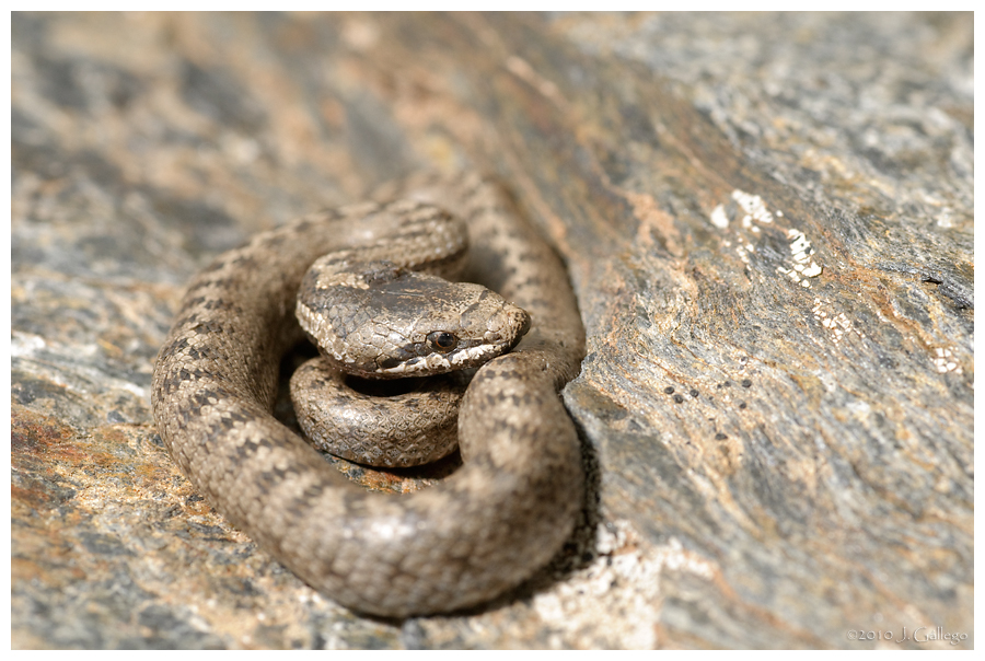 macroinstantes: Coronella austriaca en Almería