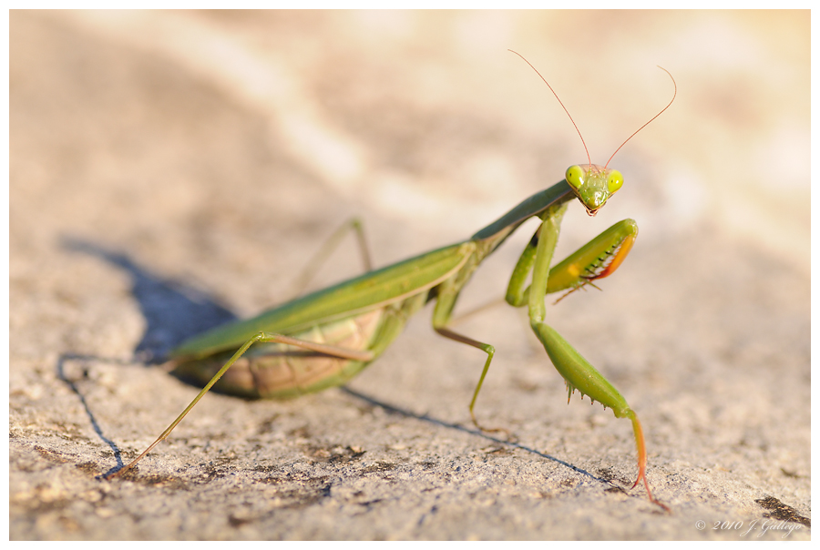 macroinstantes: Mantis religiosa (V)