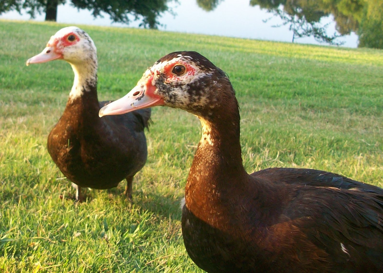 My Duck World: My Ducks