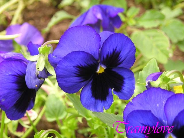 TinhMaiHoaiThuong: HOA PENSÉE