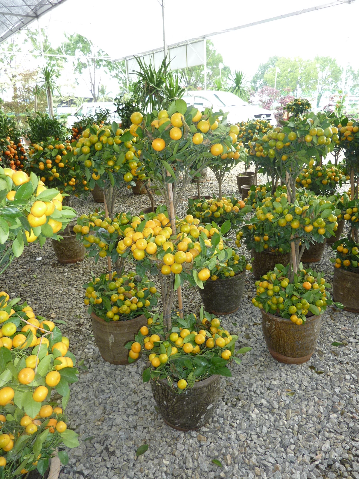 My City Landscaping Sdn Bhd: Mandarin Lime Tree For Chinese New Year 2011