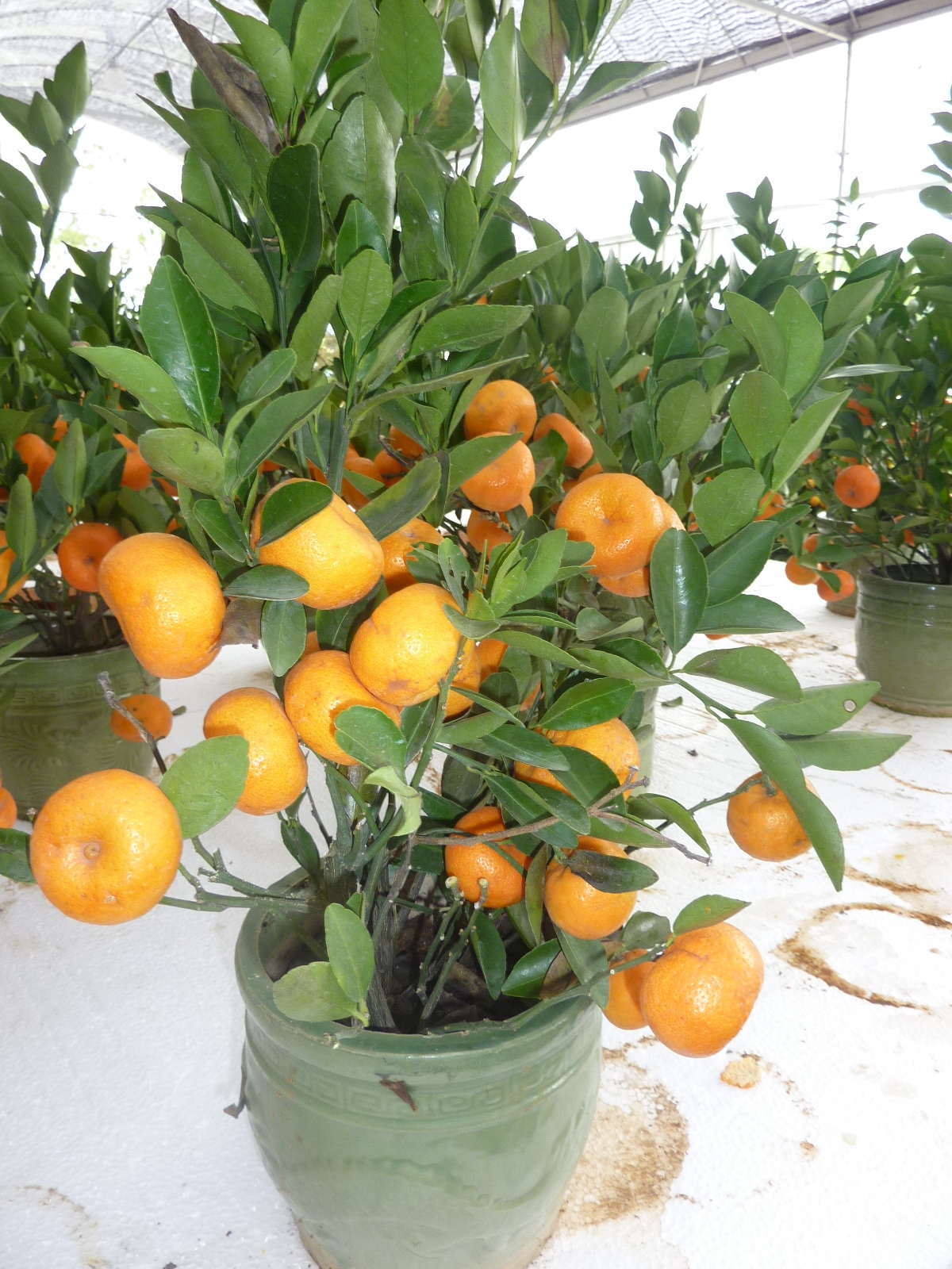 My City Landscaping Sdn Bhd: Mandarin Lime Tree For Chinese New Year 2011