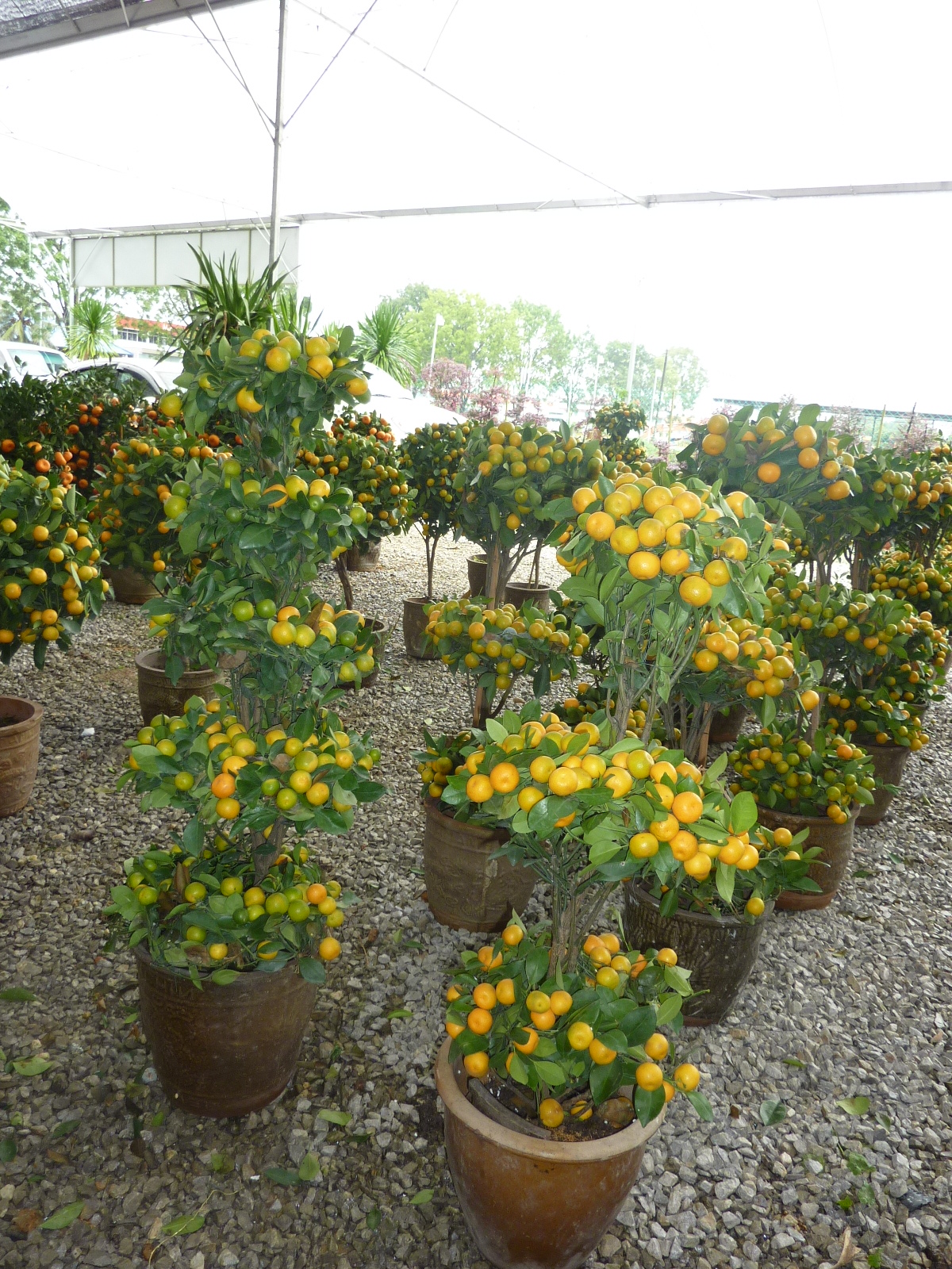 My City Landscaping Sdn Bhd: Mandarin Lime Tree For Chinese New Year 2011