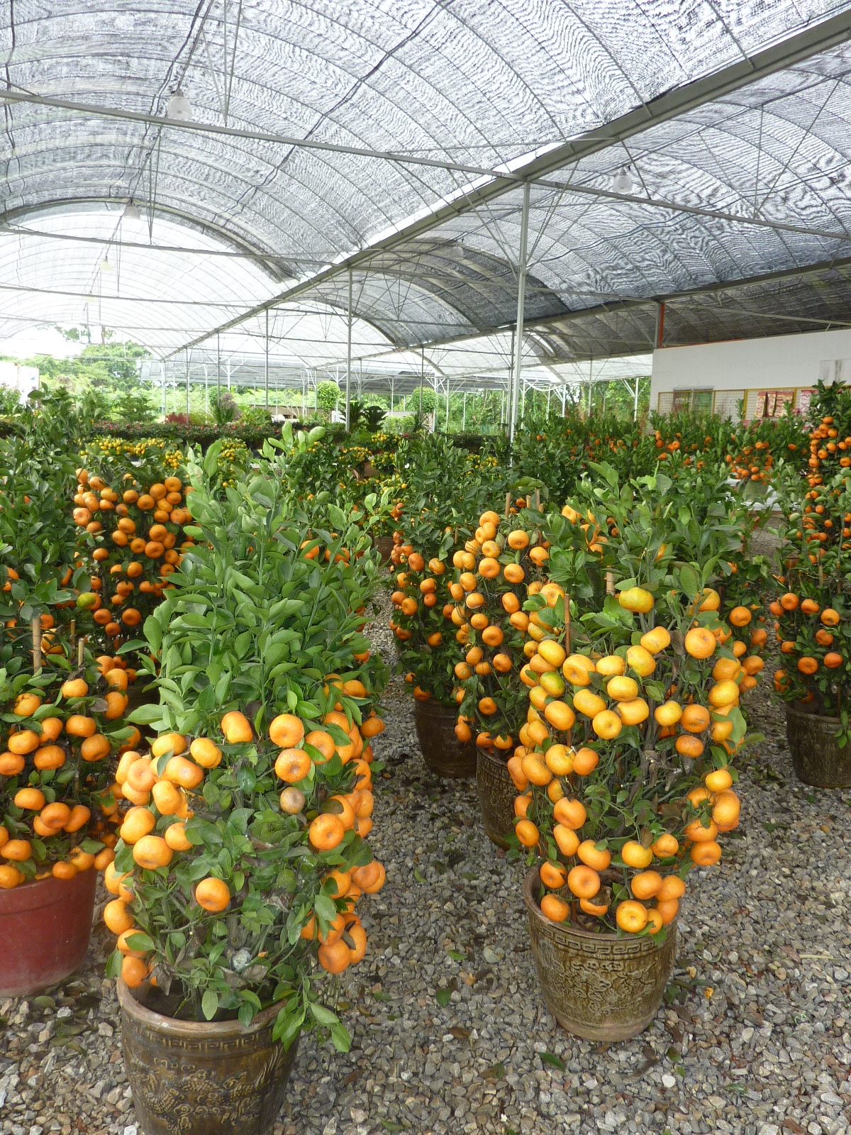 My City Landscaping Sdn Bhd: Mandarin Lime Tree For Chinese New Year 2011