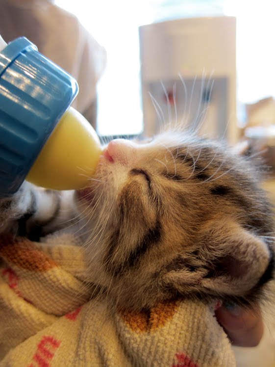 flora amalie's (still) untitled blog: Two out of four