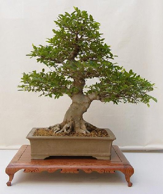Bonsai Plant Guide: Trees and shrubs are suitable for traditional ...
