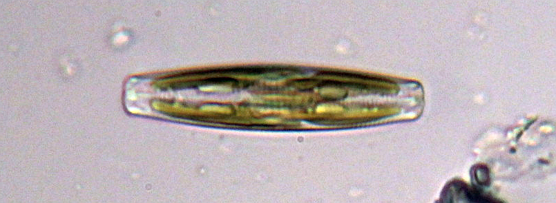 Naturwunder ...: Kieselalgen (Diatomeen)