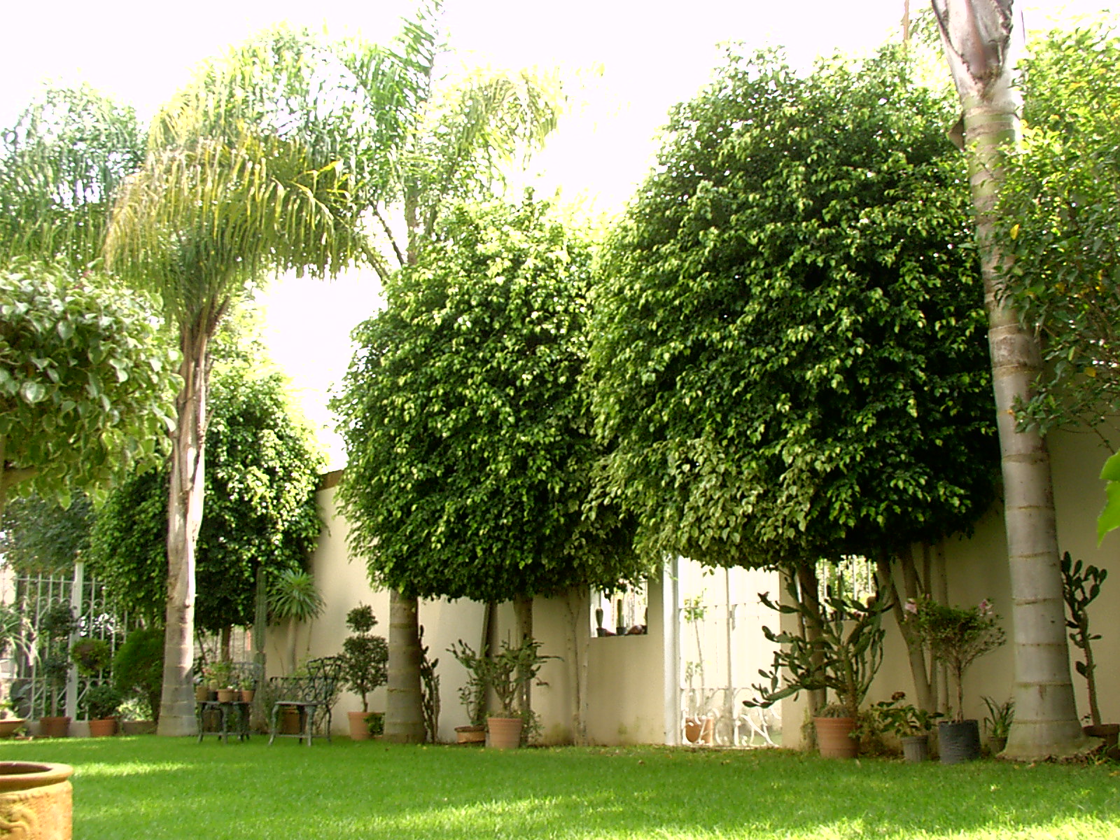 sancarlosfortin: ficus en el jardin en mexico