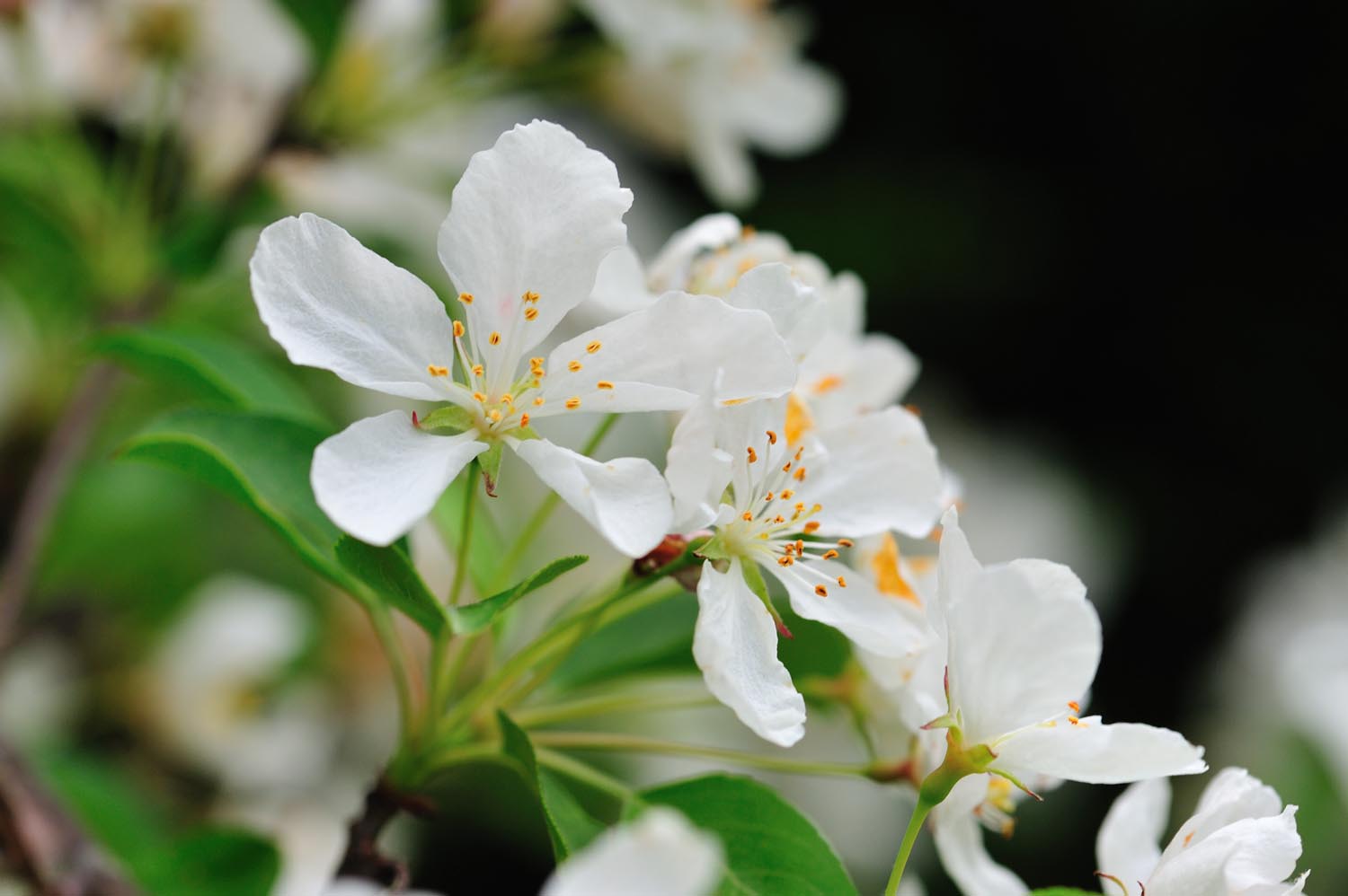 The Amazing Life: Today's Flowers #92: May in the Garden of Cape Cod