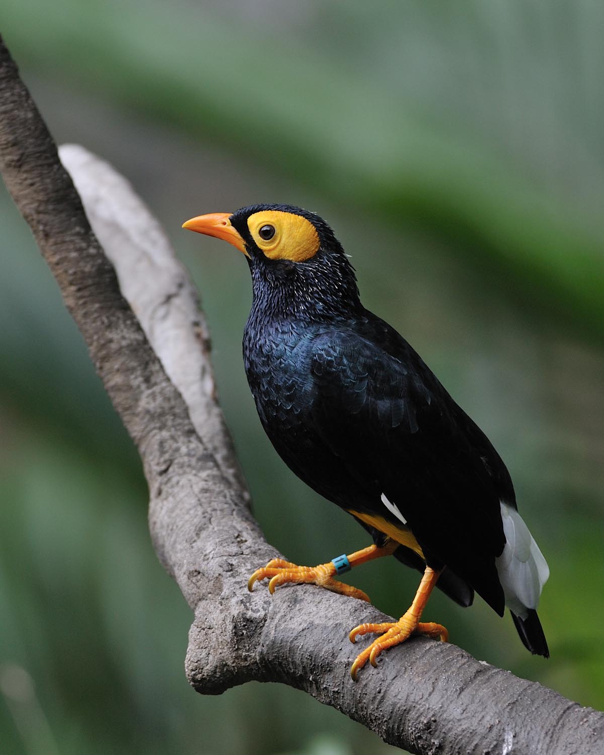 The Amazing Life: Camera-Critters #86: Yellow-faced Myna (Mino dumontii)