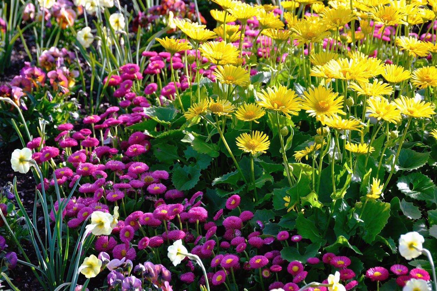 The Amazing Life: Kew Gardens III and Today's Flowers #99