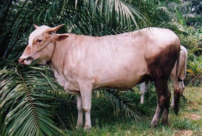Berjalan dengan cepat: Ternak Sapi Potong