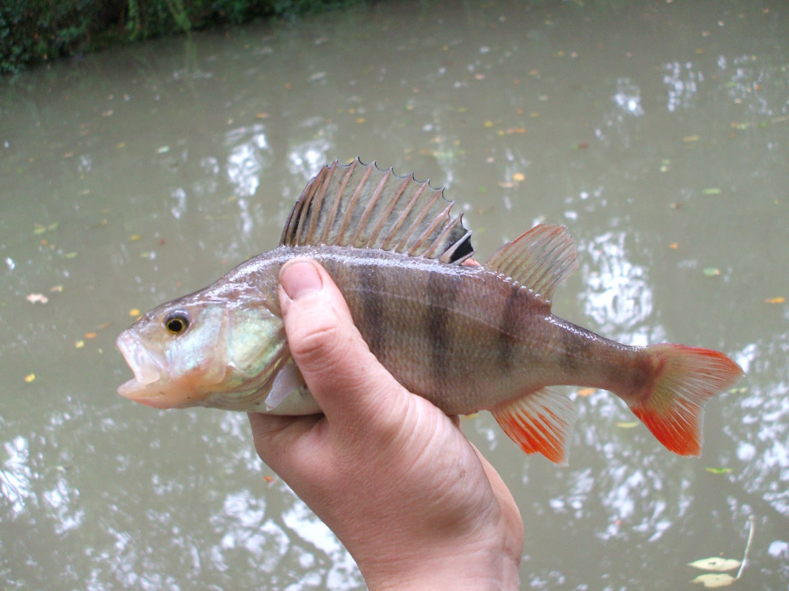 The Lure of Angling: Back to back fishing