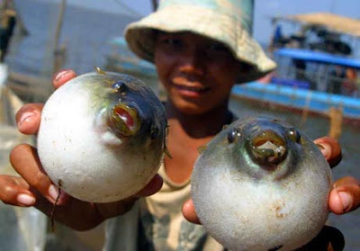 brandoneu: Strange fishes in the Mekong