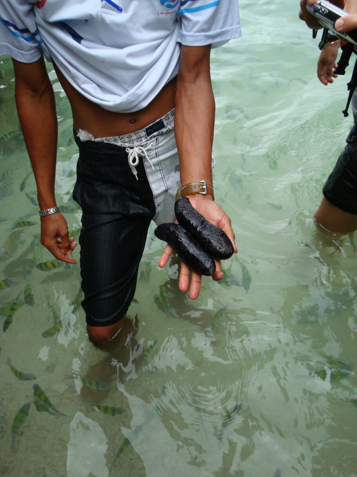 I Am Not A Blog: Pulau Payar: Trip Review