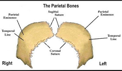 Anatomia para idiotas : D: Hueso Parietal
