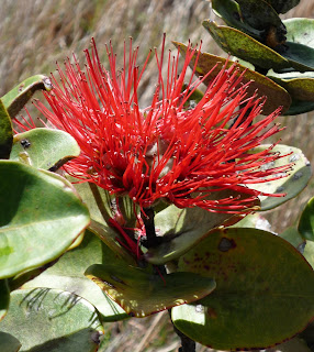 Hula in Aloha: Pele and the 'Ohia Tree
