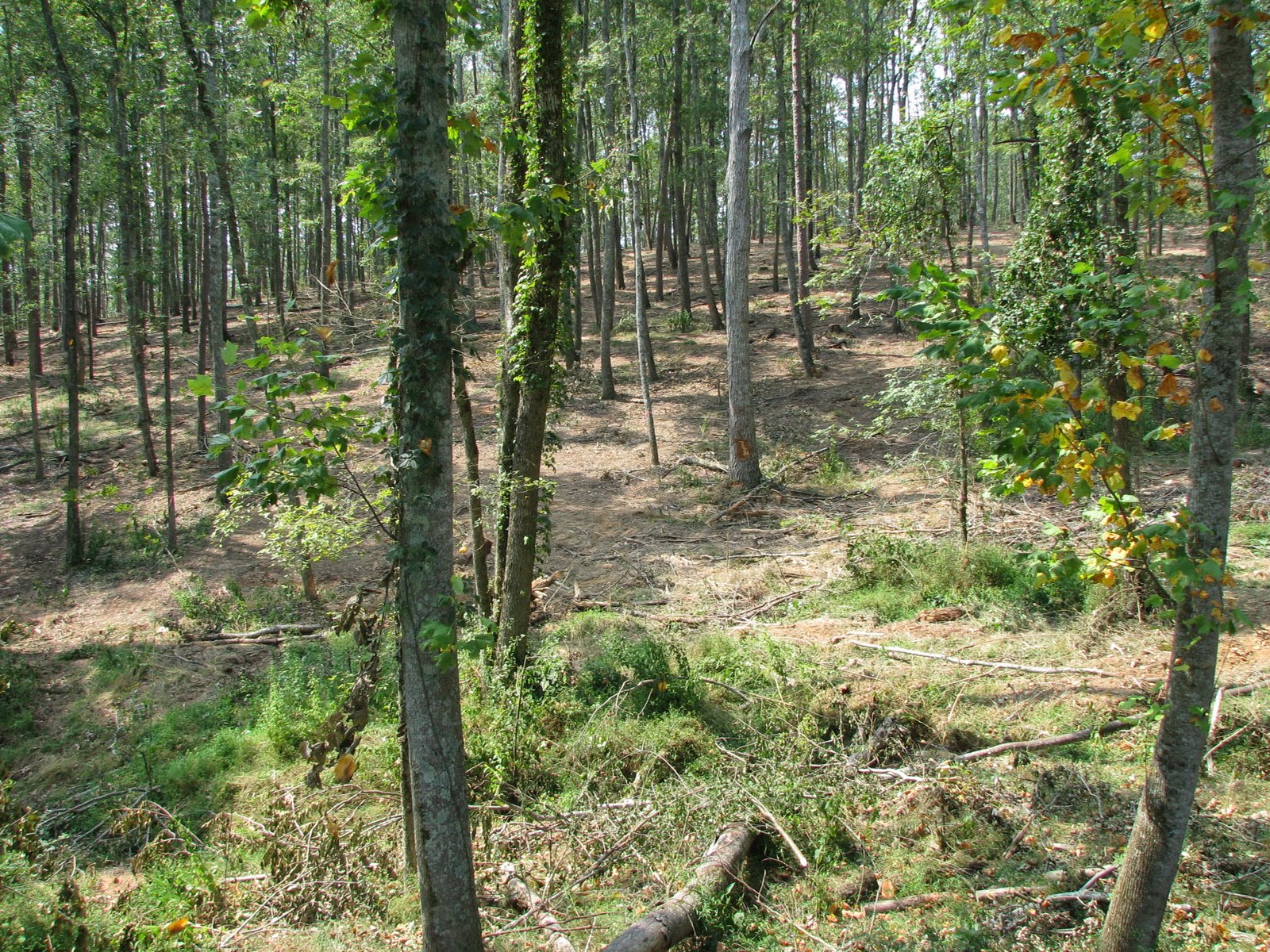 Hog Foot Holler: Logging Lake Guntersville State Park
