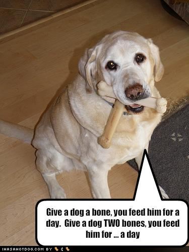 Rescue Buddy Boarding & Beyond: Give a Dog a Bone