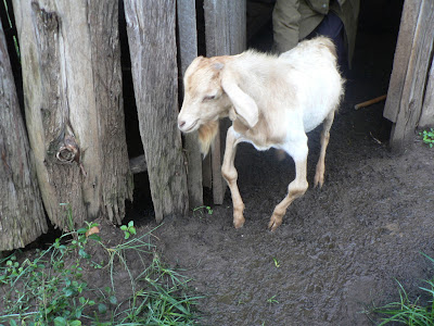 Allison in Africa: Ndura's Kitale Nature Conservancy