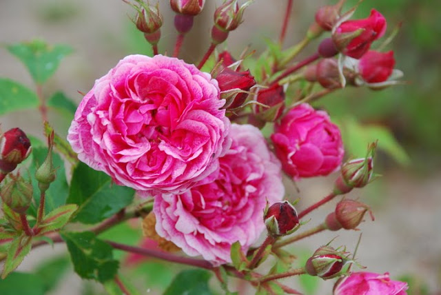 ruusuinen: 'Morden Ruby'