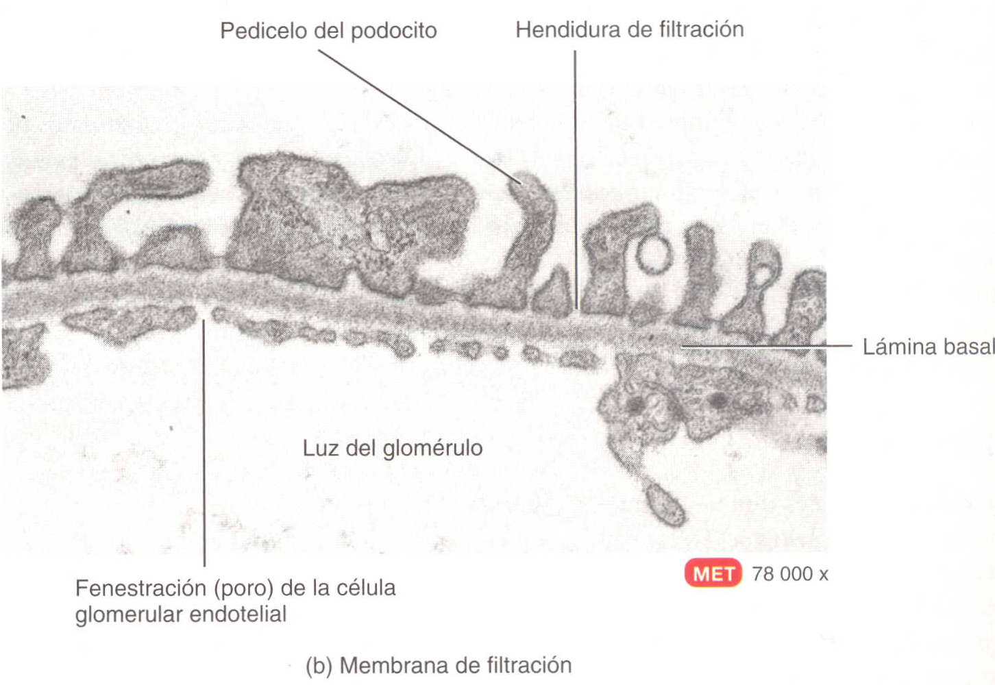 Mecanismos Biofísicos del Sistema Renal.: Elementos que determinan la ...