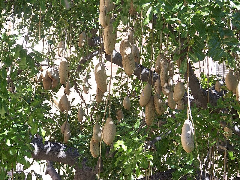 Portland Garden Geek: Meet the Sausage Tree at Koko Crater