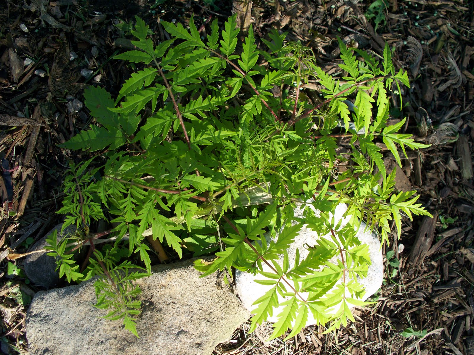 The Zini Garden: Baby Sumac