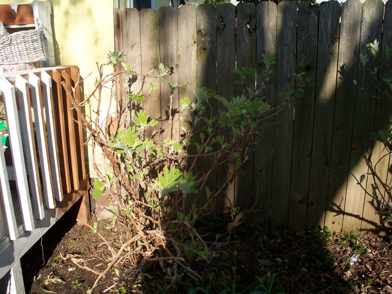 The Zini Garden: Baby Sumac