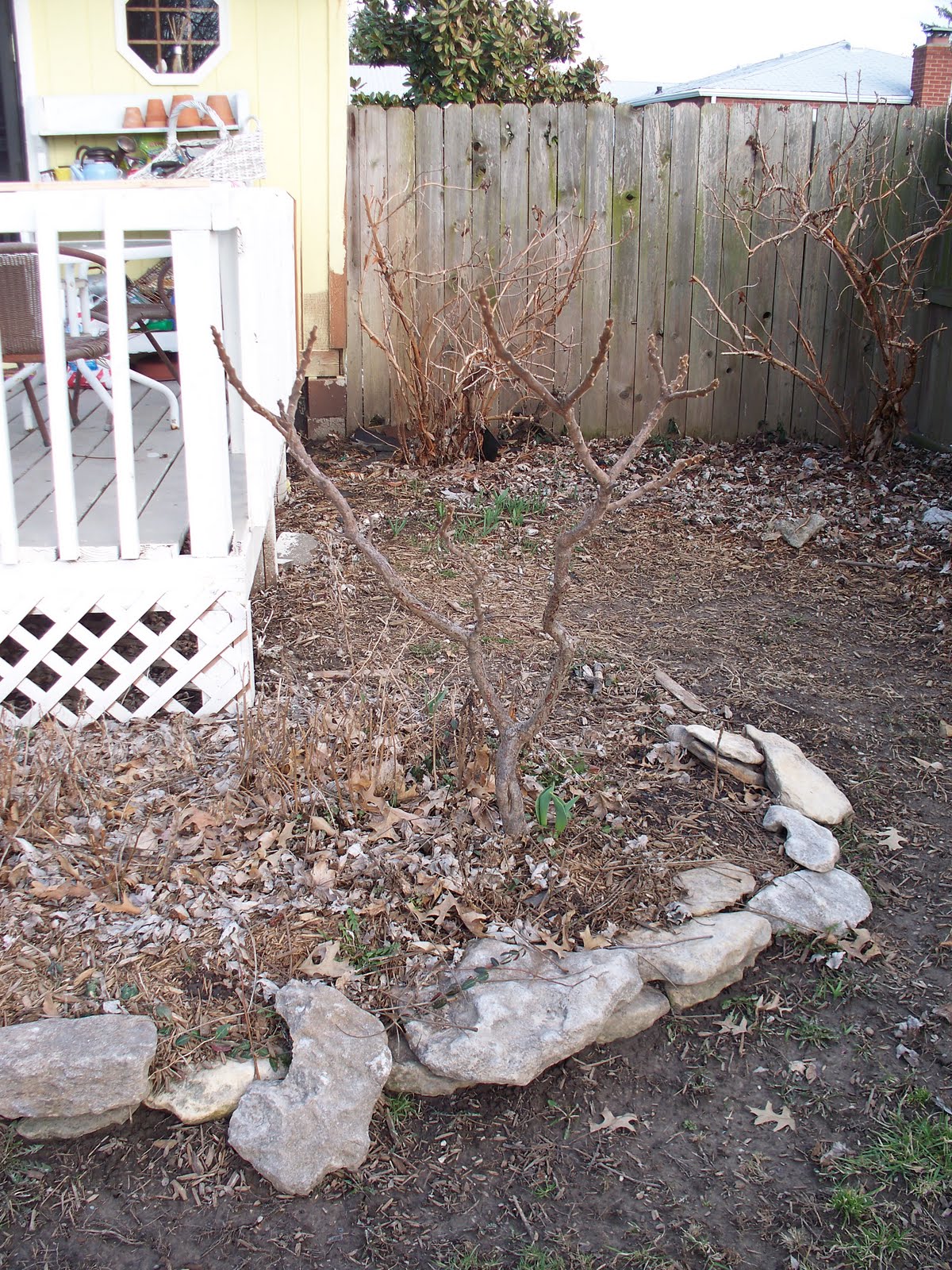 The Zini Garden: Baby Sumac