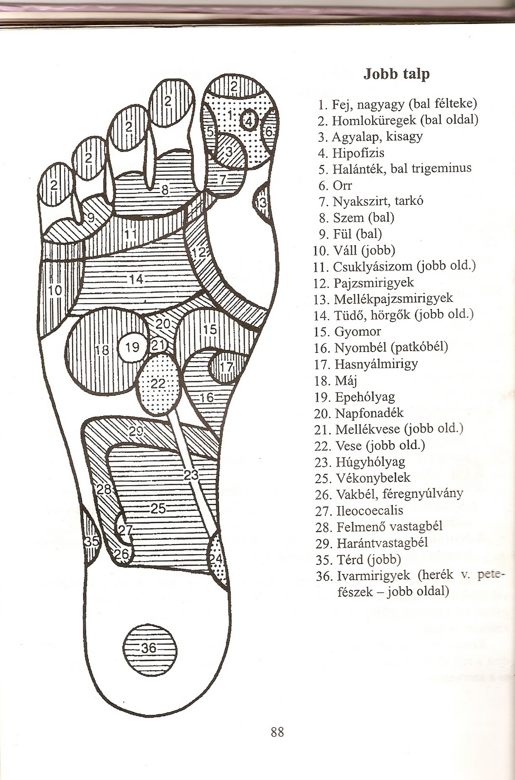 Talpreflexológia Pontok Térkép | Térkép
