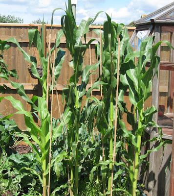 Produce By Paula: Baby Sweetcorn