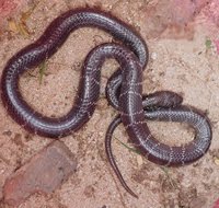 poisonous snakes: poisonous snakes in Sri Lanka