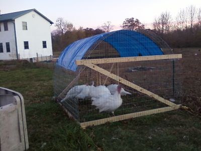 Antiquity Oaks: New poultry tractor