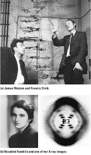 Chapter 10: The Structure and Function of DNA: DNA: Structure and ...