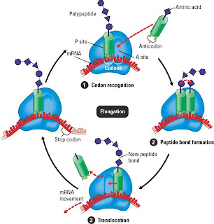 Chapter 10: The Structure and Function of DNA: The Flow of Genetic ...