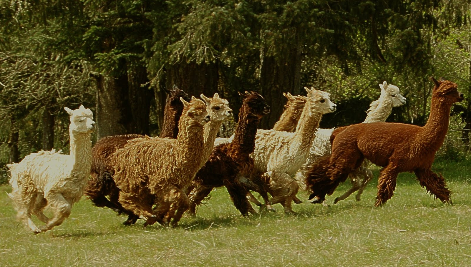 shawn's art: Alpacas running from Happy