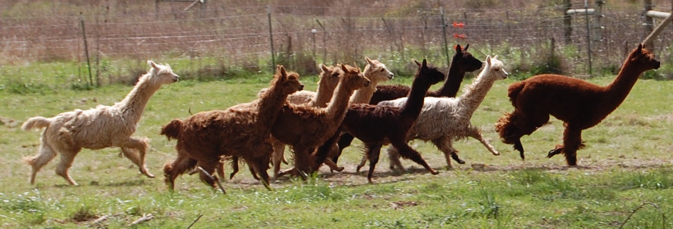 shawn's art: Alpacas running from Happy