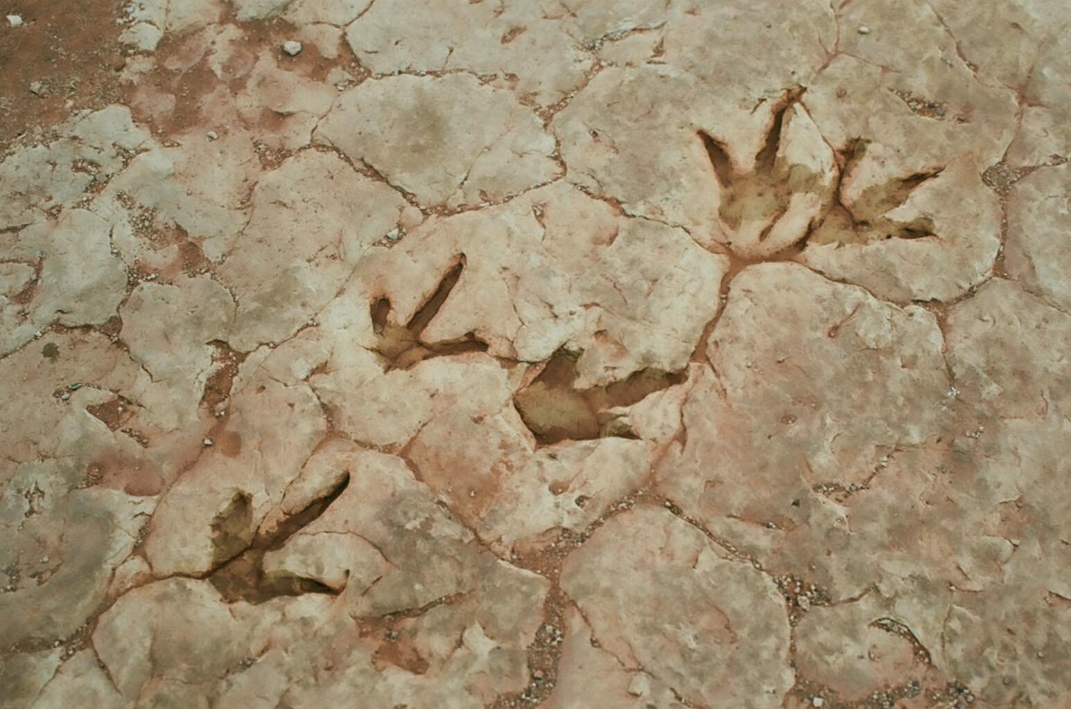 Navajo nation, Dinosaurs and Track on Pinterest