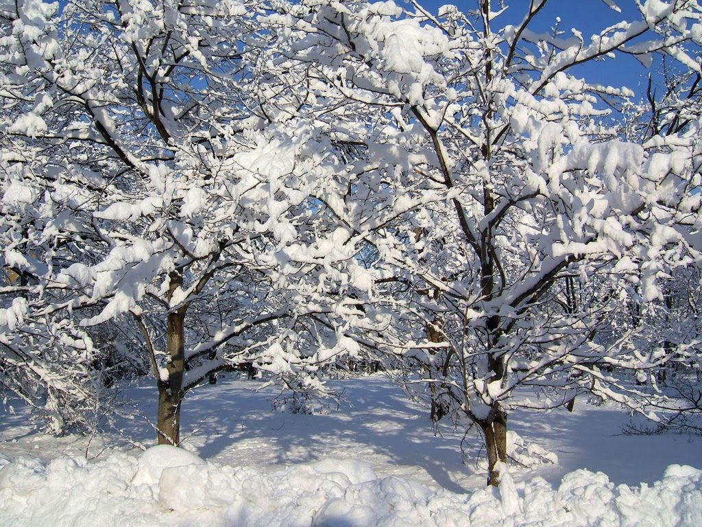 E.B.1 de Eira Vedra - Vieira do Minho (Agrupamento de Escolas Vieira de ...